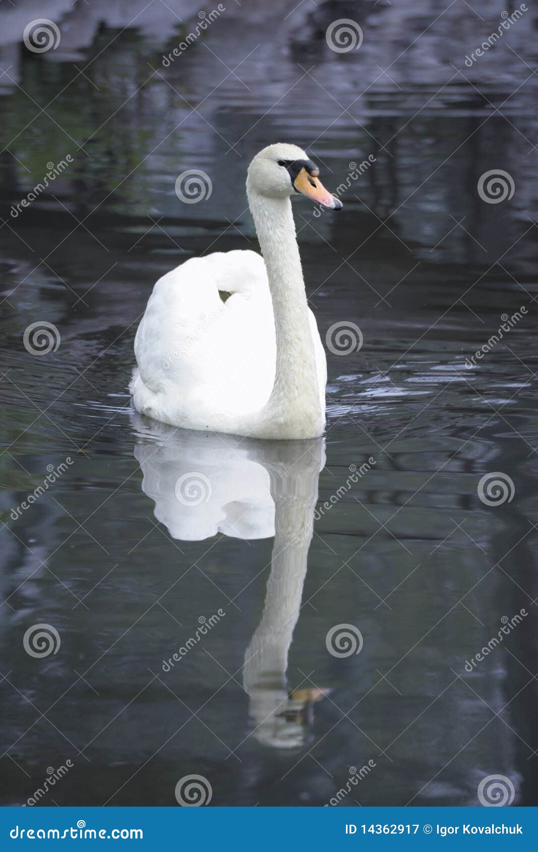Swan in pond stock image. Image of elegance, park, majestic - 14362917