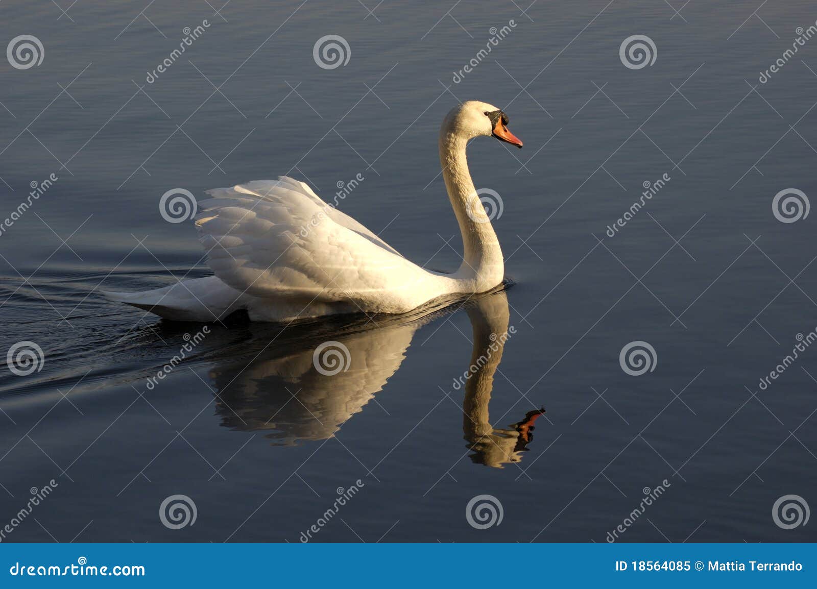 Swan in a pond stock image. Image of swan, lake, water - 18564085