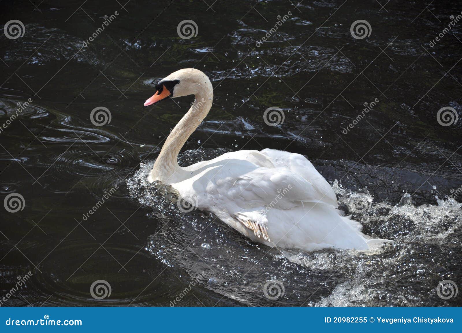 Swan in a pond stock image. Image of splash, glide, grace - 20982255