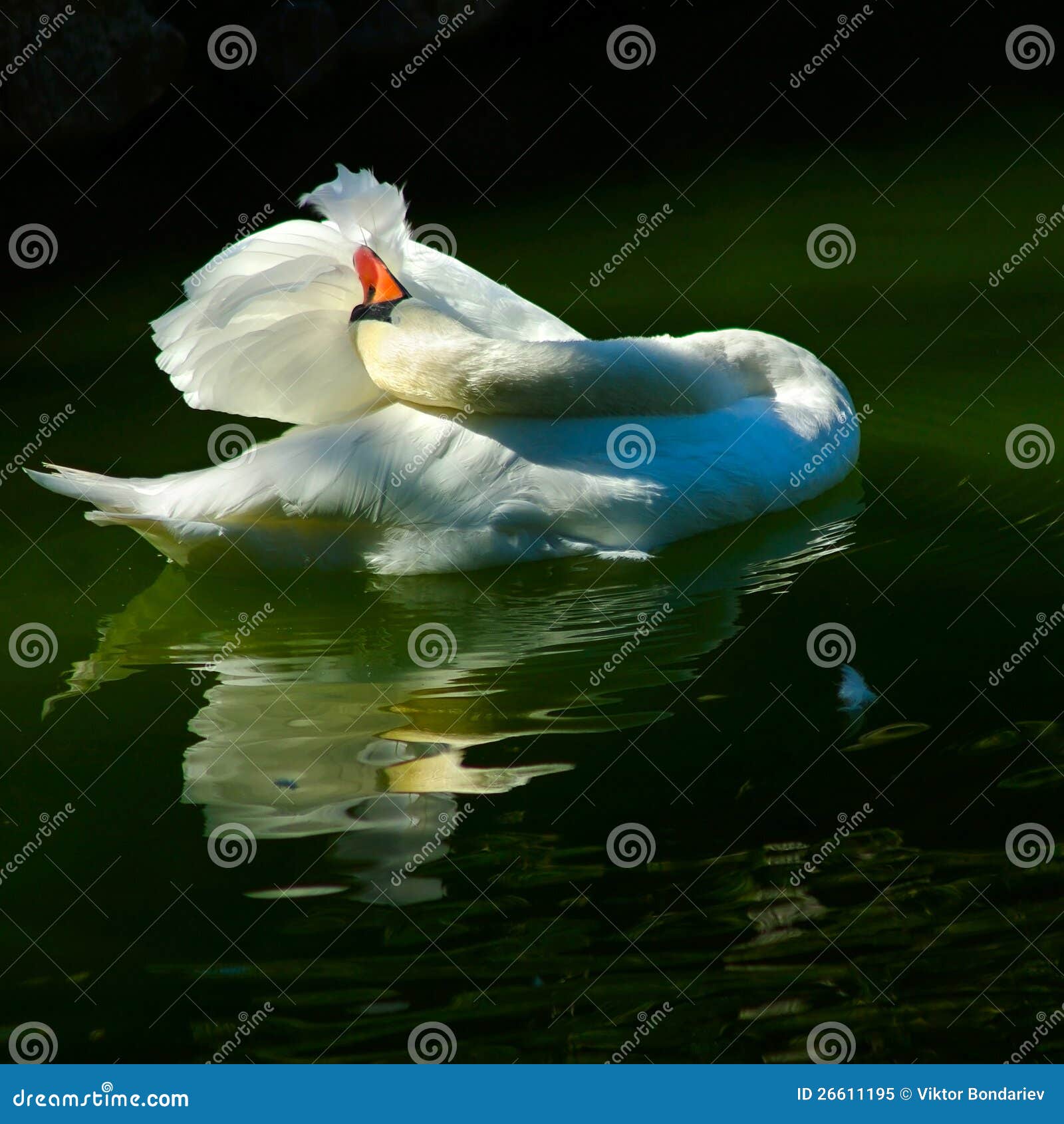 Swan in the pond stock image. Image of lonely, gift, life - 26611195