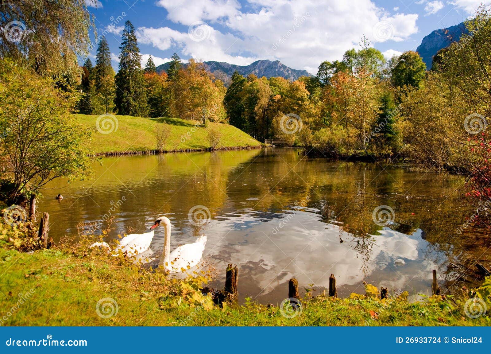 Swan pond stock photo. Image of linderhof, mountain, background - 26933724