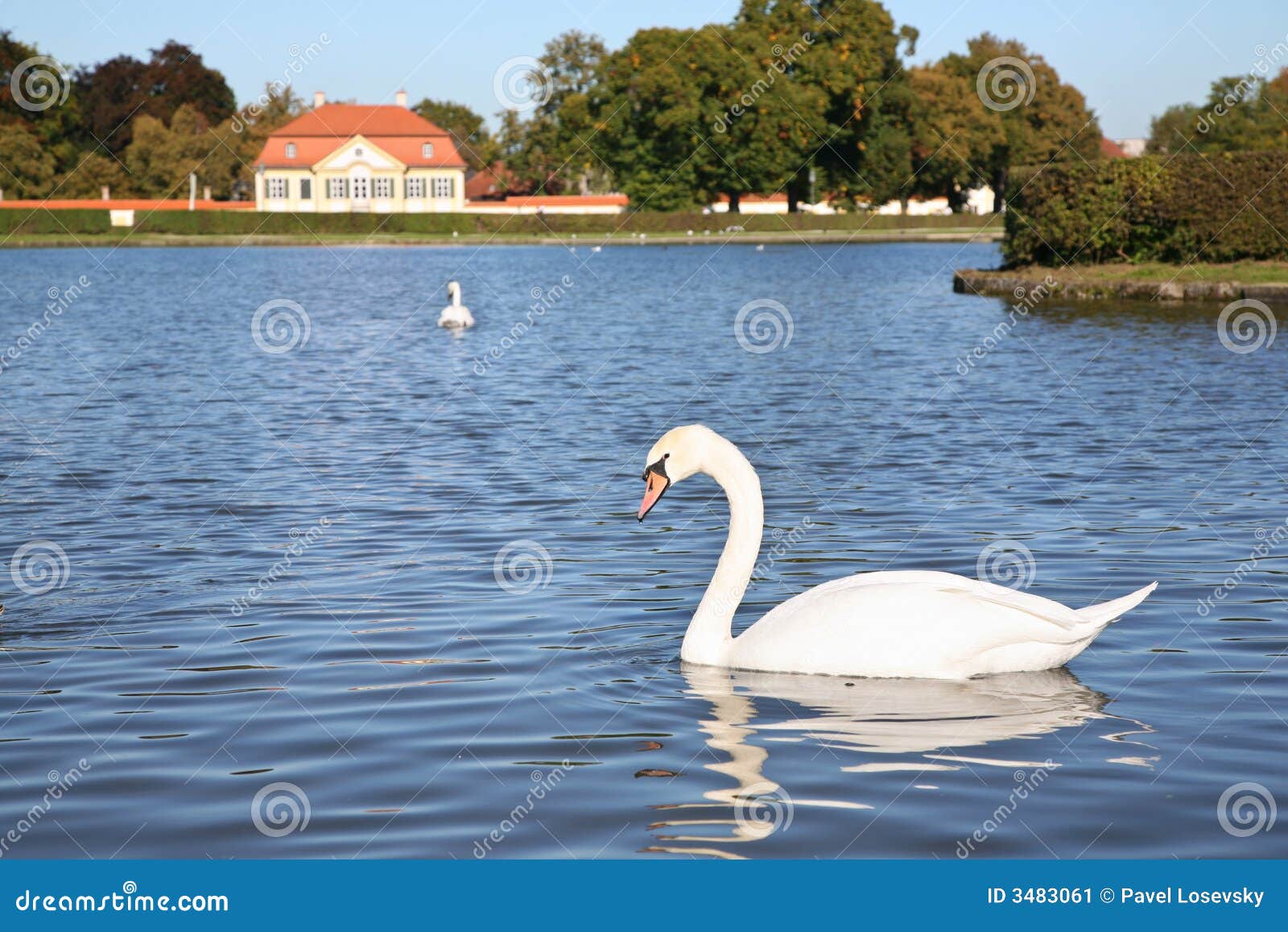 Swan in pond stock image. Image of romance, roof, built - 3483061