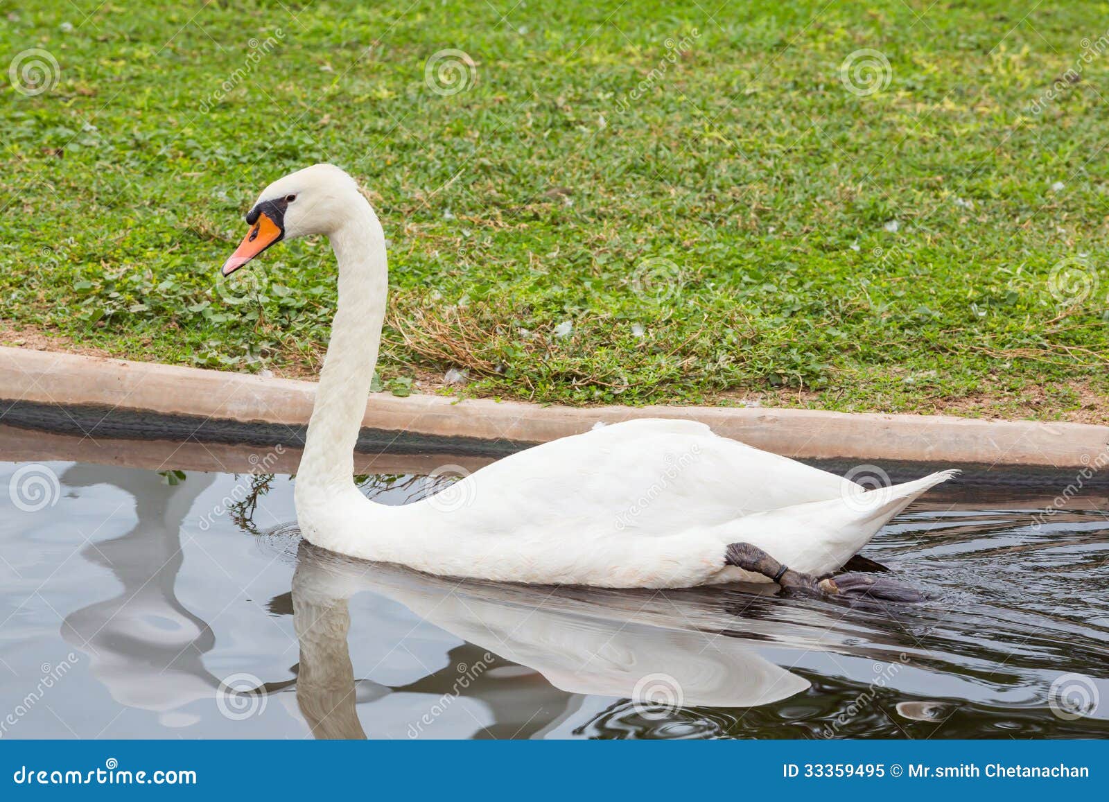 Swan in pond stock image. Image of love, bird, bank, grass - 33359495