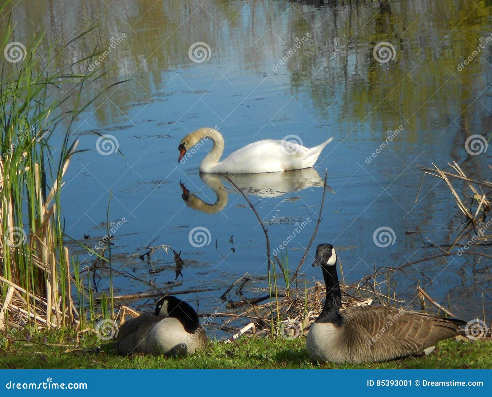 Swan in Pond stock image. Image of isolated, geese, water - 85393001