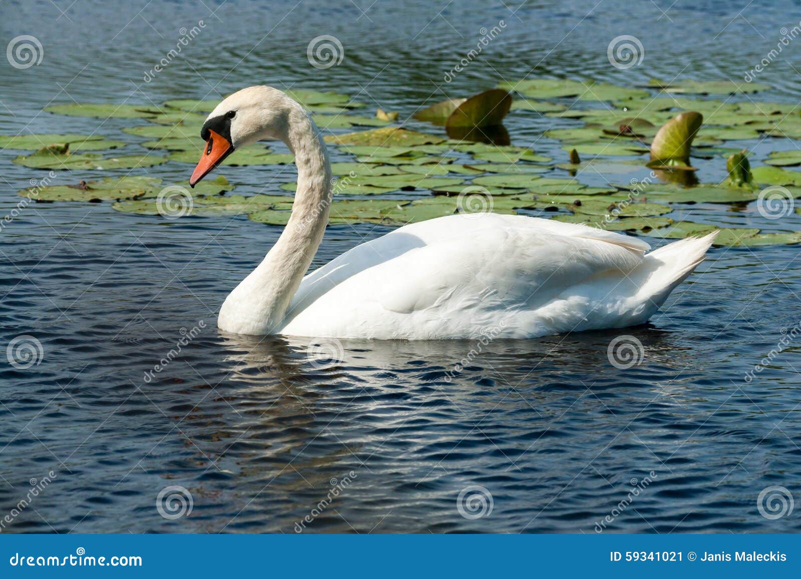 Swan in the pond stock image. Image of blue, reflected - 59341021