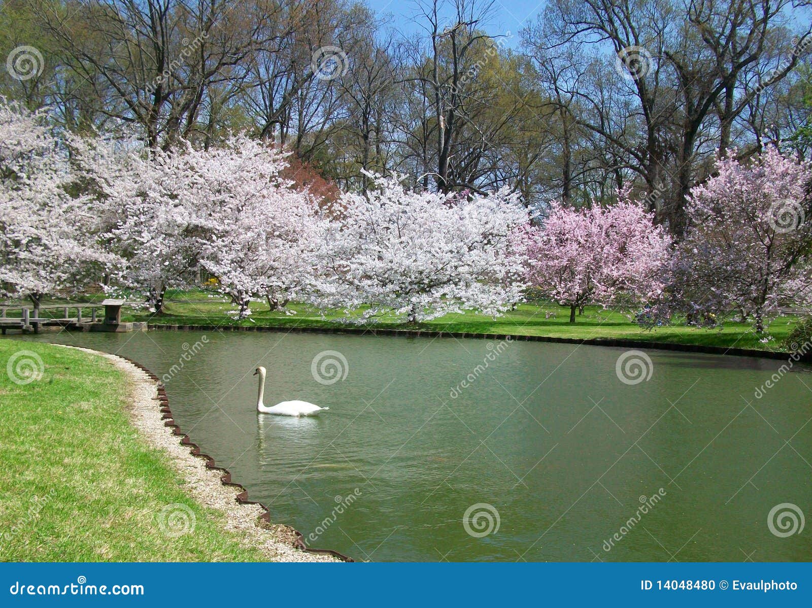 Swan on a Pond in Spring stock photo. Image of fowl, season - 14048480