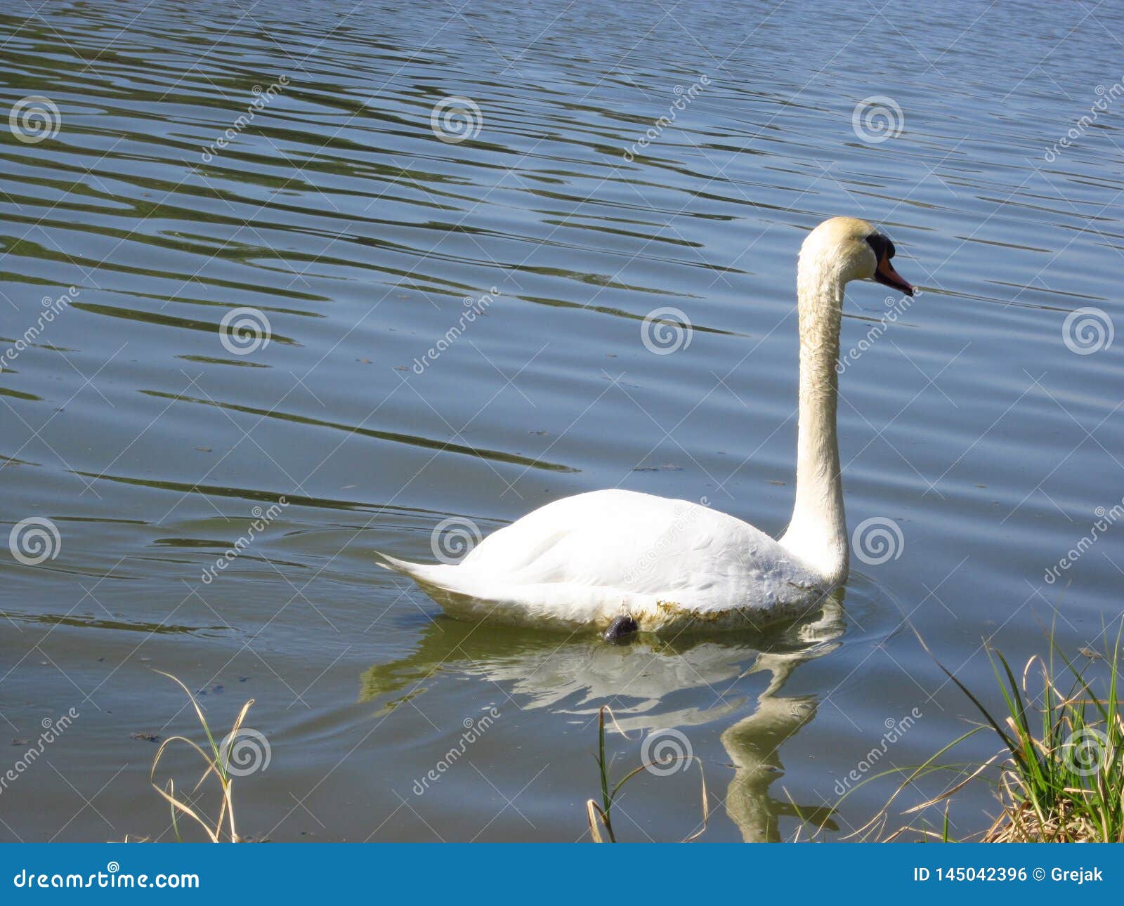 Swan in a pond at spring stock photo. Image of landscape - 145042396