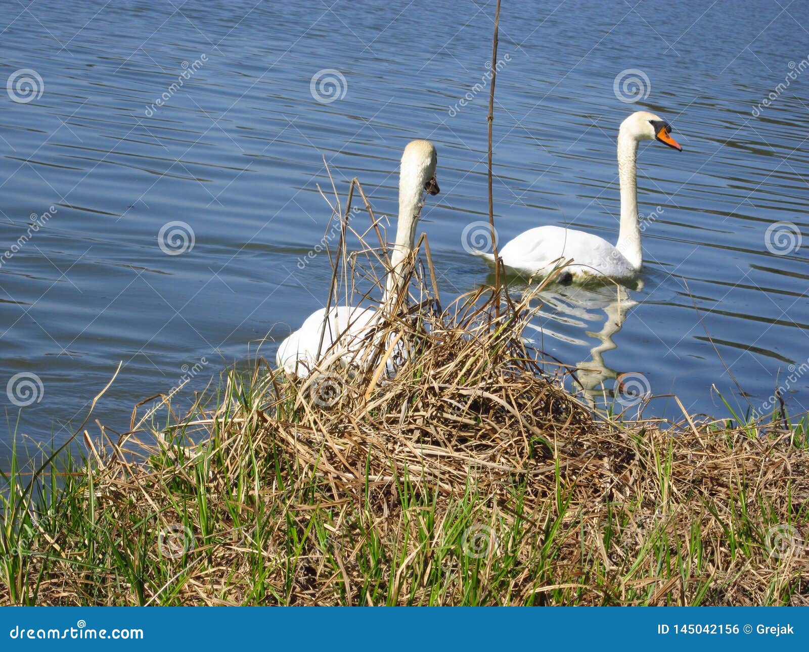 Swan in a pond at spring stock photo. Image of green - 145042156