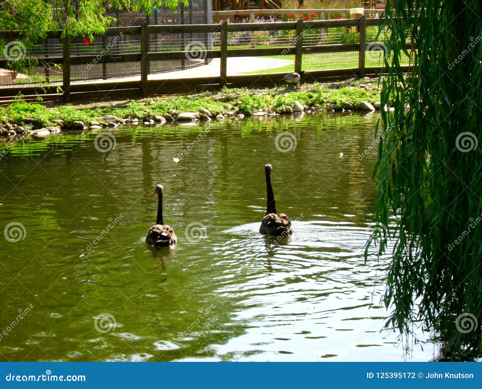Swan Pond stock photo. Image of swan, pond, swans, water - 125395172