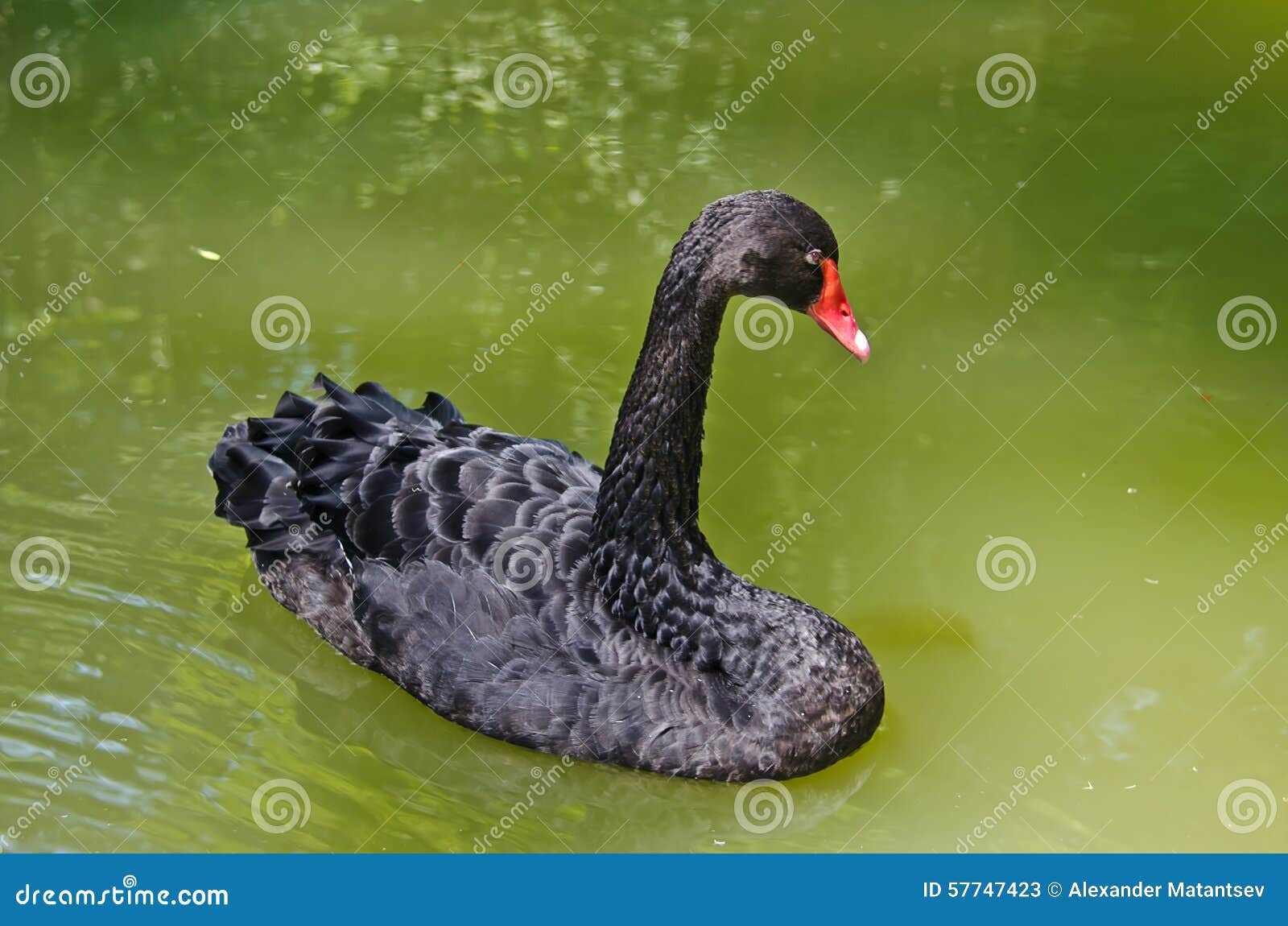 Swan in pond stock image. Image of bird, single, swim - 57747423