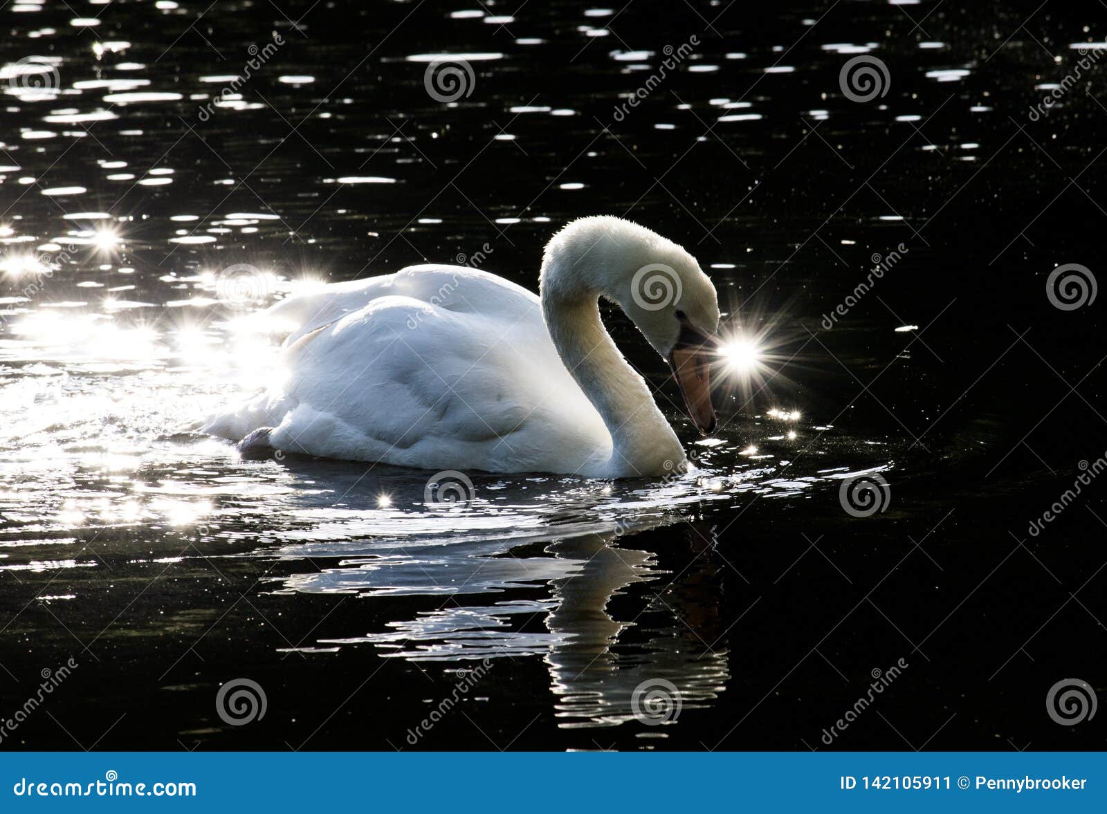 Swan in Pond with a Twinkle Eye Stock Image - Image of rural, black ...