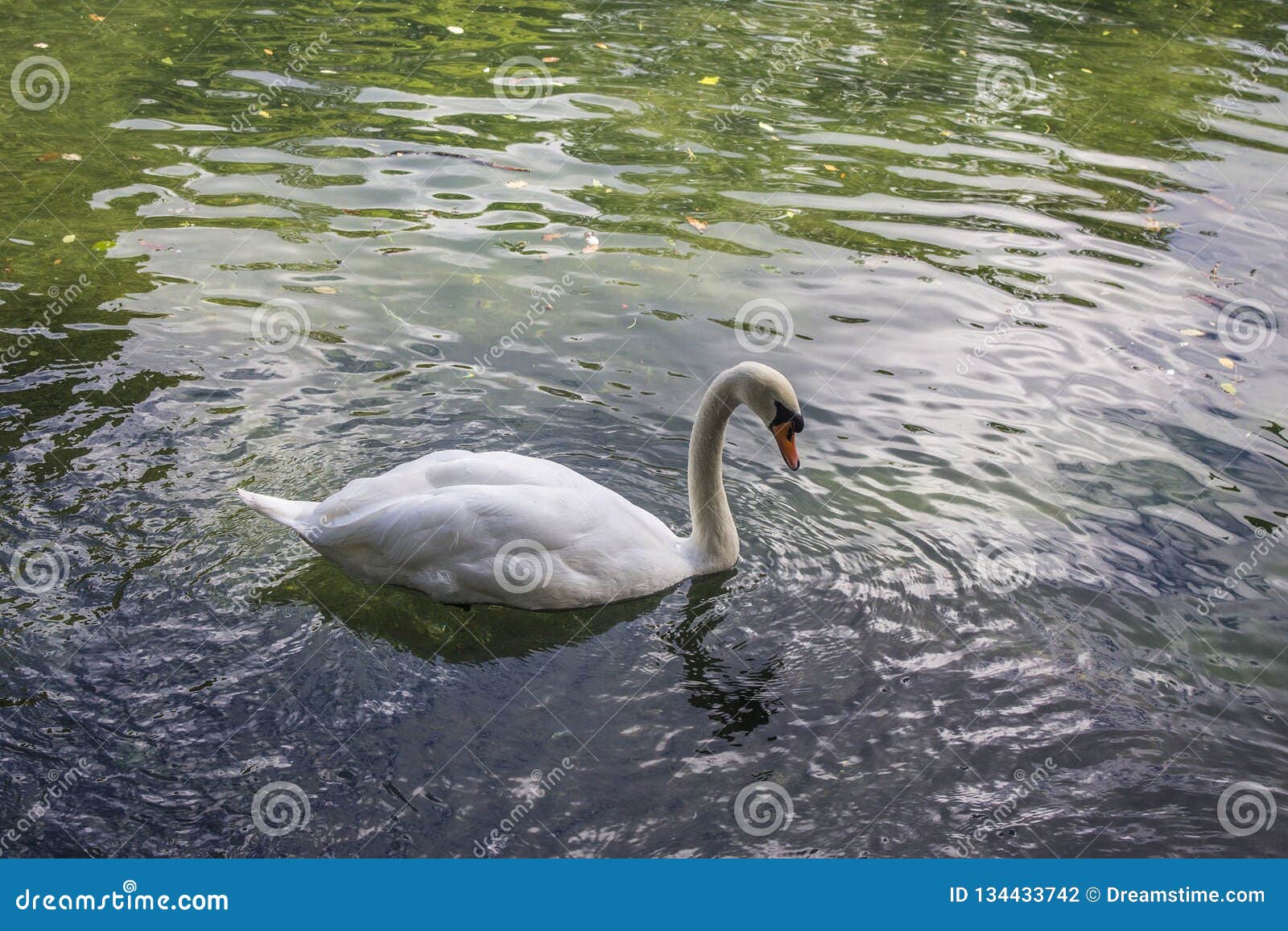 Swan on the pond stock photo. Image of white, vorontsov - 134433742