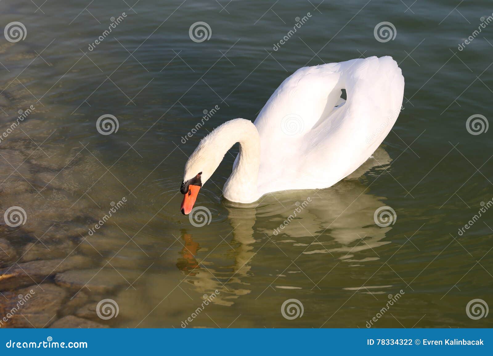 Swan in Pond stock photo. Image of animal, cygnus, beautiful - 78334322