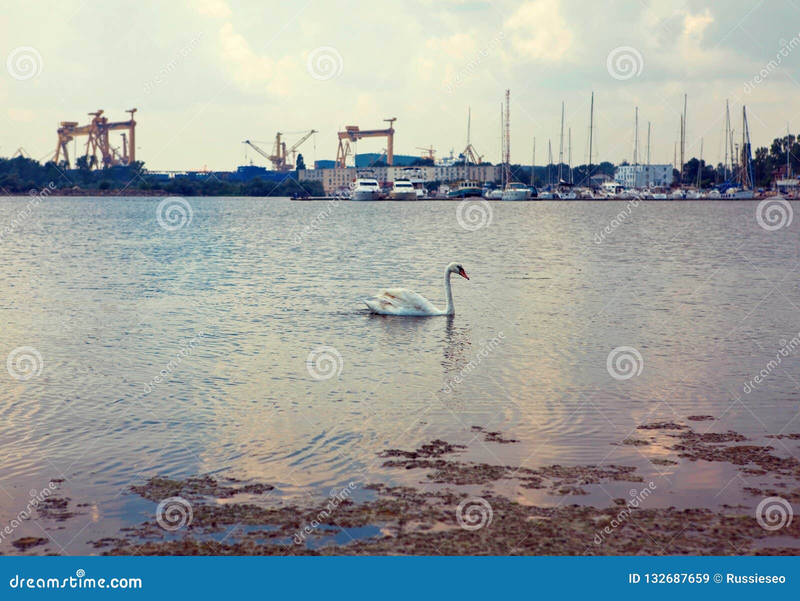 Swan in the port stock image. Image of bird, swan, seaside - 132687659