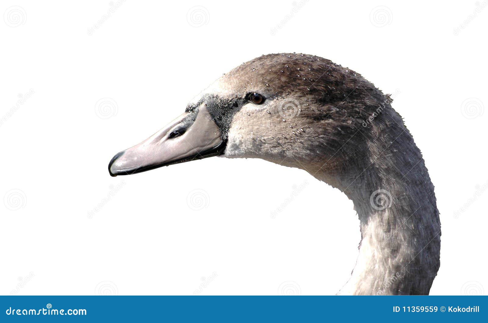 Swan portrait stock image. Image of elegance, reflect - 11359559