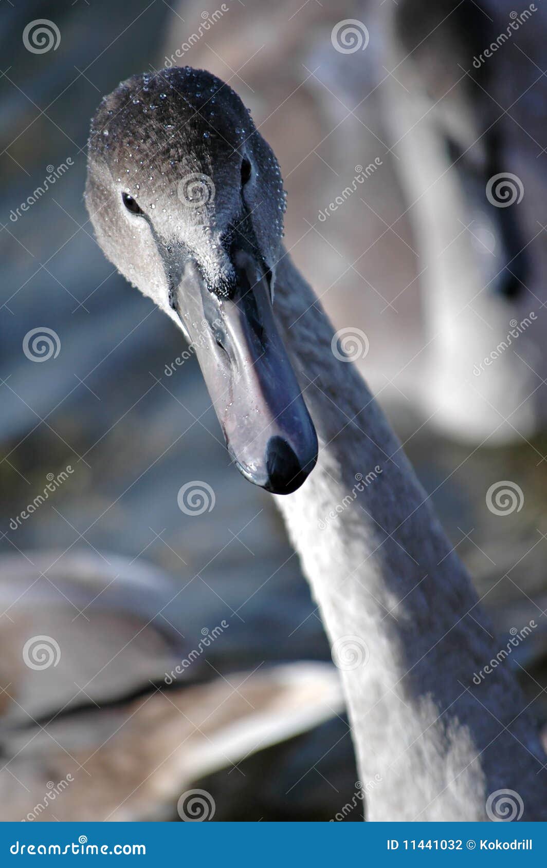 Swan portrait stock photo. Image of beauty, romance, feather - 11441032