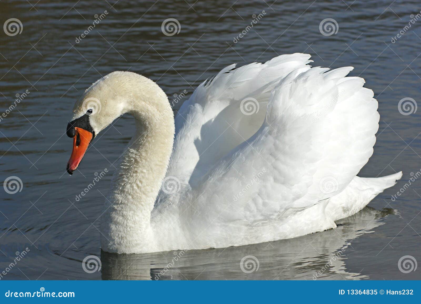 Swan portrait stock image. Image of proud, graceful, elegance - 13364835