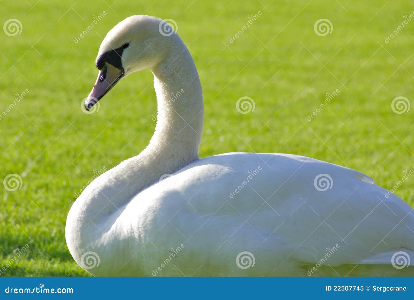 Swan portrait stock image. Image of swan, purity, fairytale - 22507745