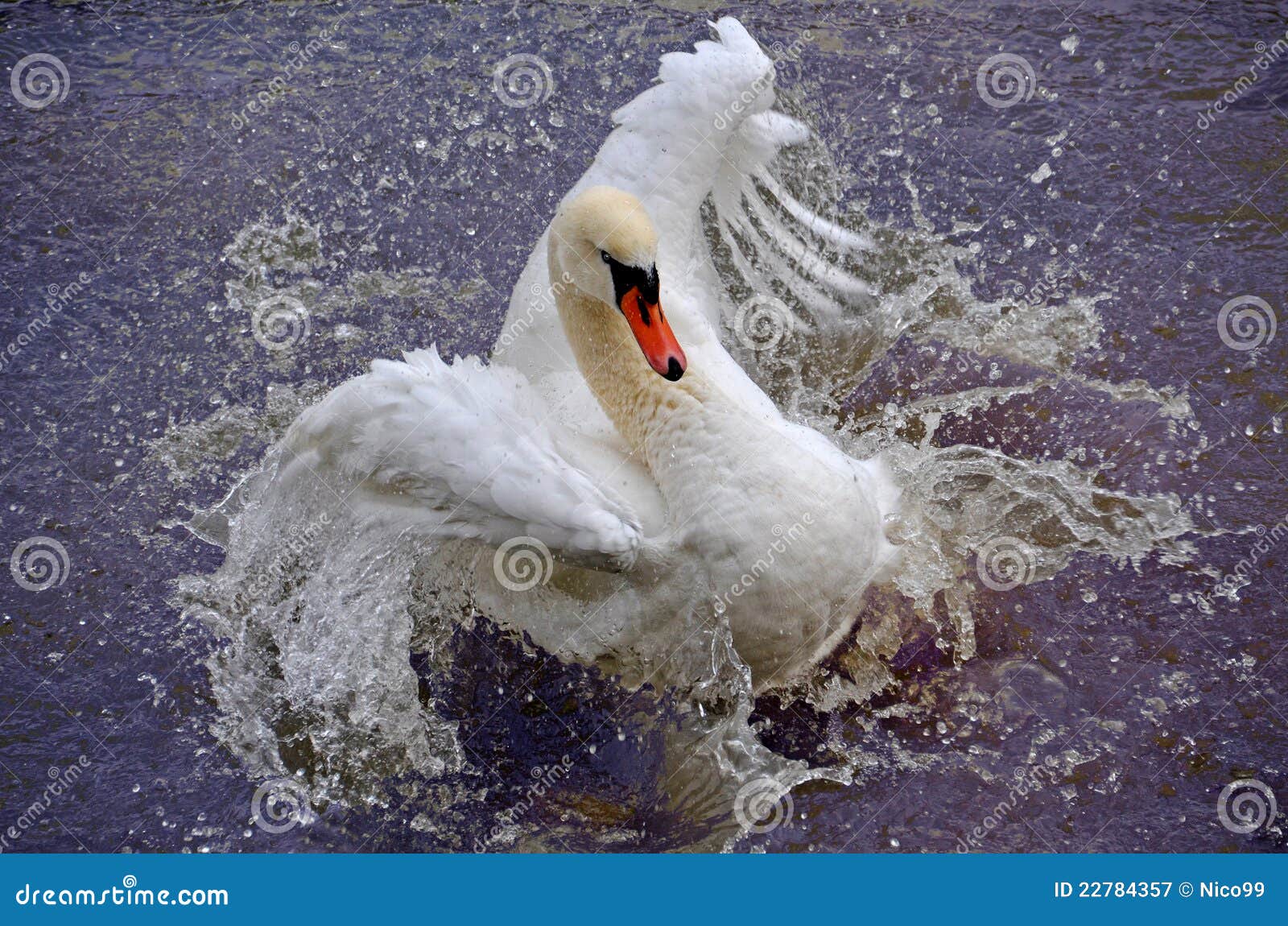 Swan portrait stock image. Image of behavior, pretty - 22784357