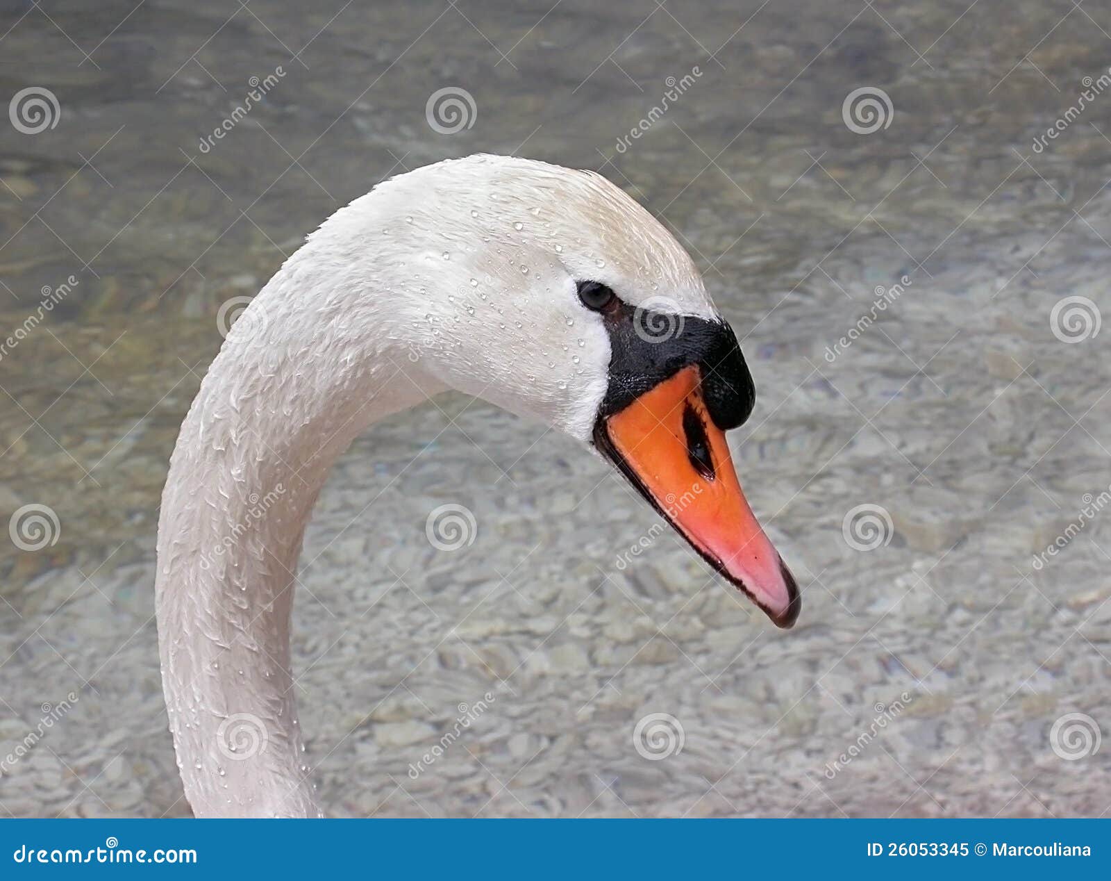 Swan portrait stock image. Image of orange, swan, lake - 26053345