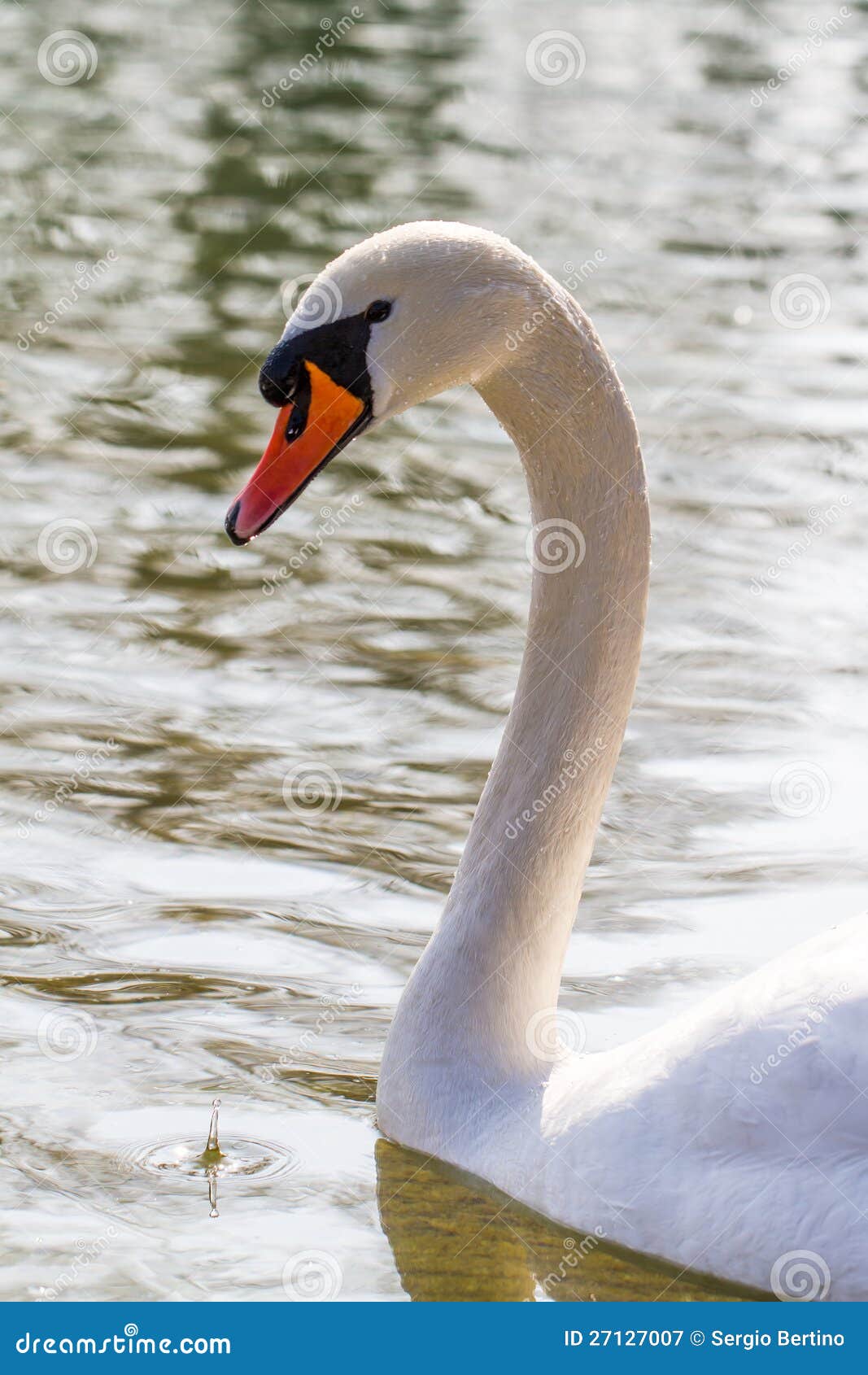 Swan portrait stock image. Image of wild, vertical, alert - 27127007