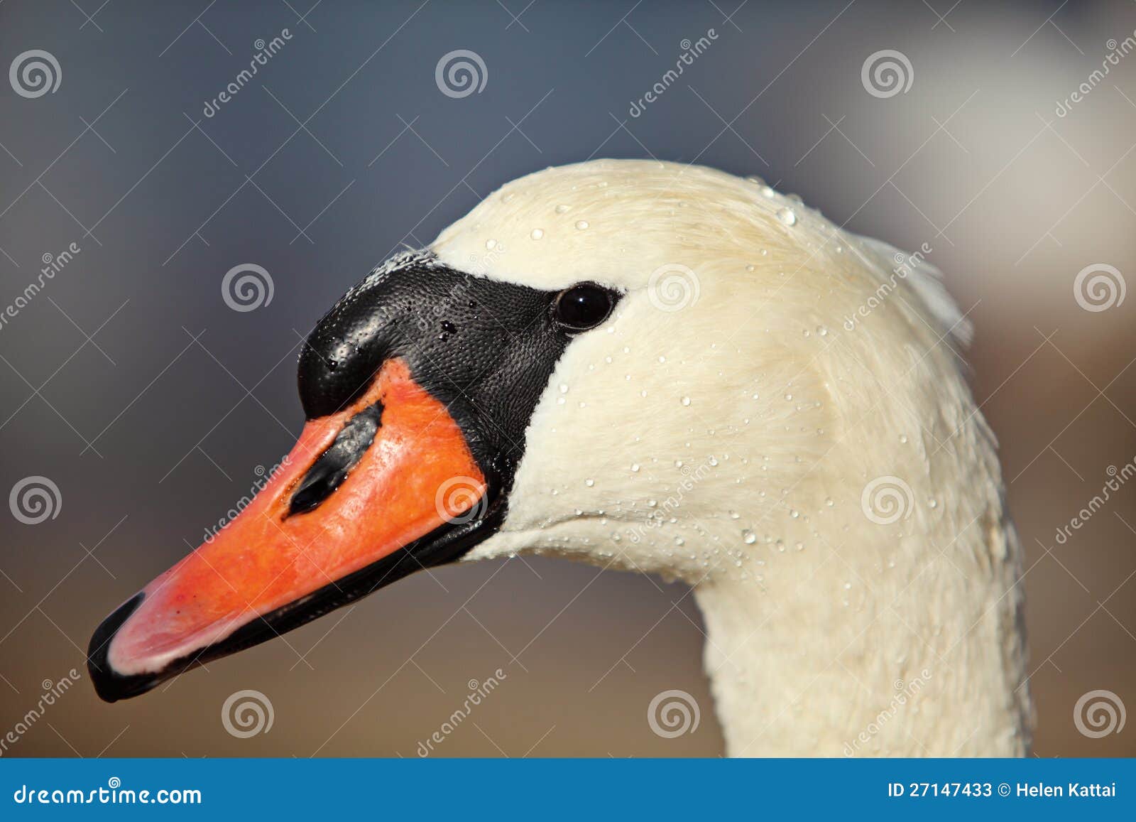 Swan portrait stock image. Image of swan, face, cygnus - 27147433