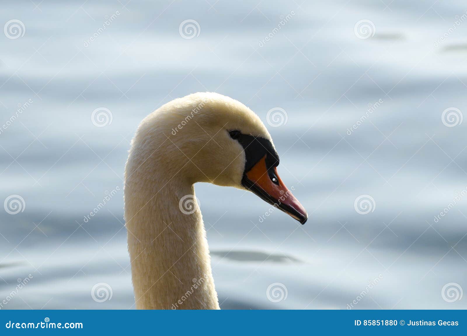 Swan portrait stock photo. Image of wildlife, portrait - 85851880