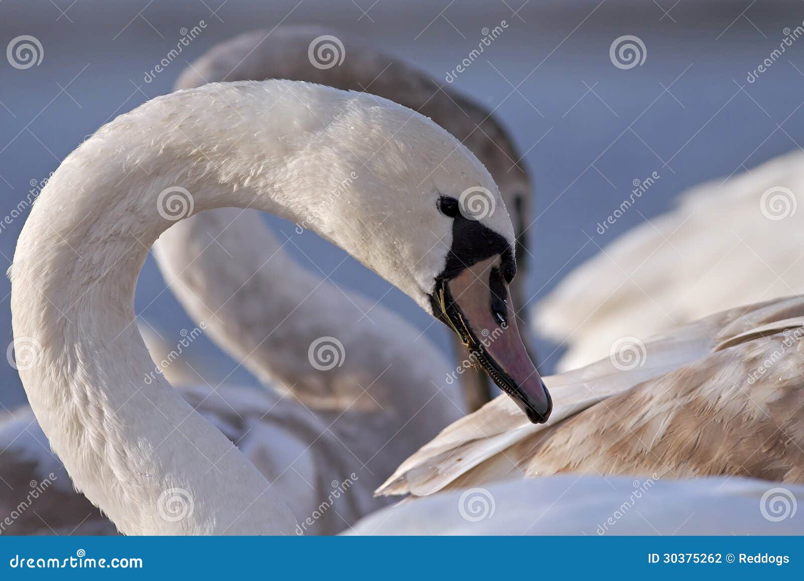 Swan portrait stock photo. Image of eating, lake, neck - 30375262
