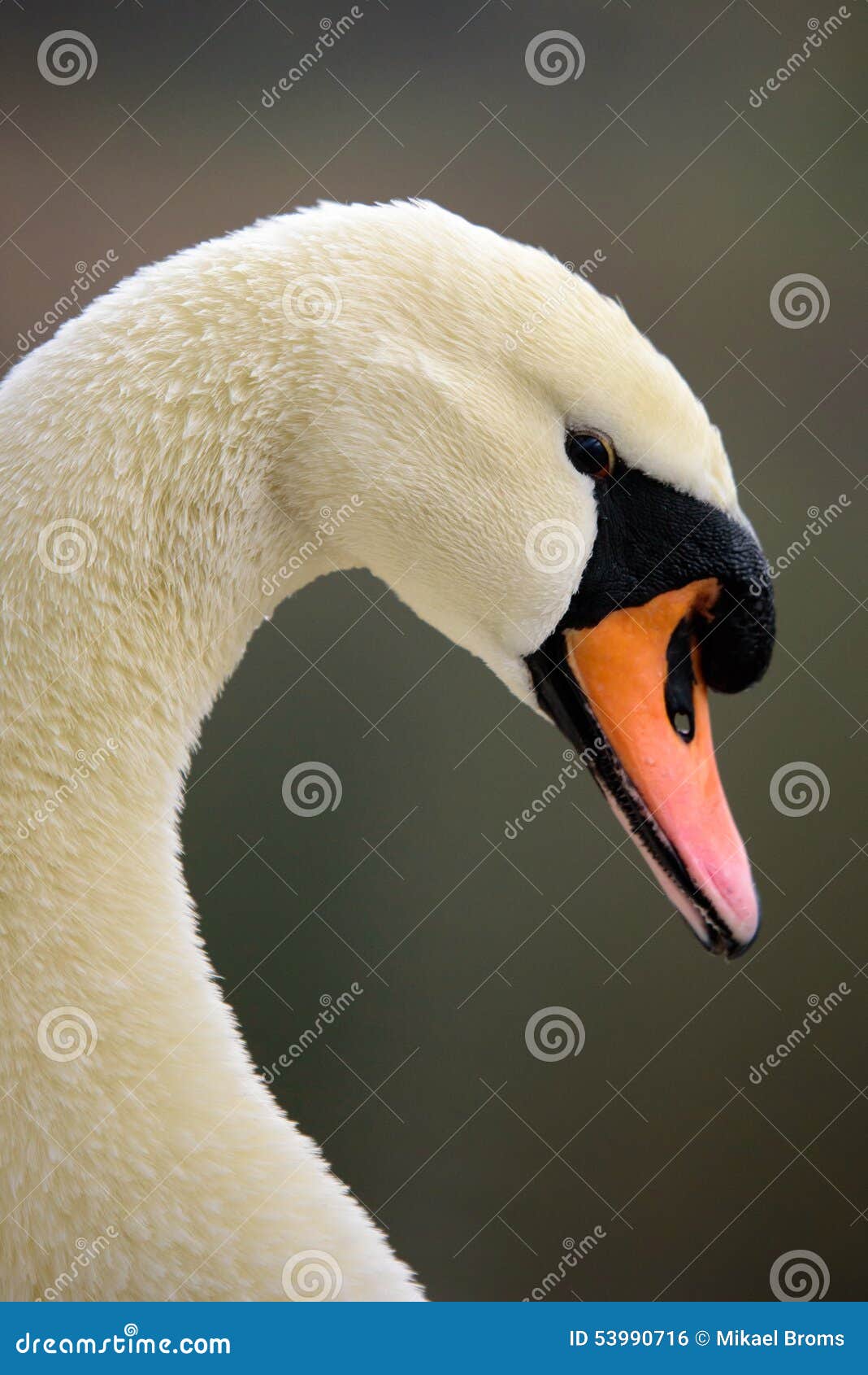 Swan portrait stock photo. Image of swan, beak, nose - 53990716
