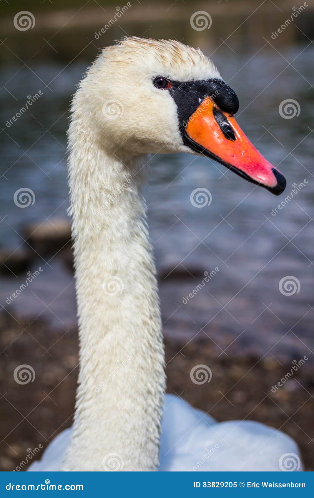 Swan portrait stock image. Image of natural, graceful - 83829205