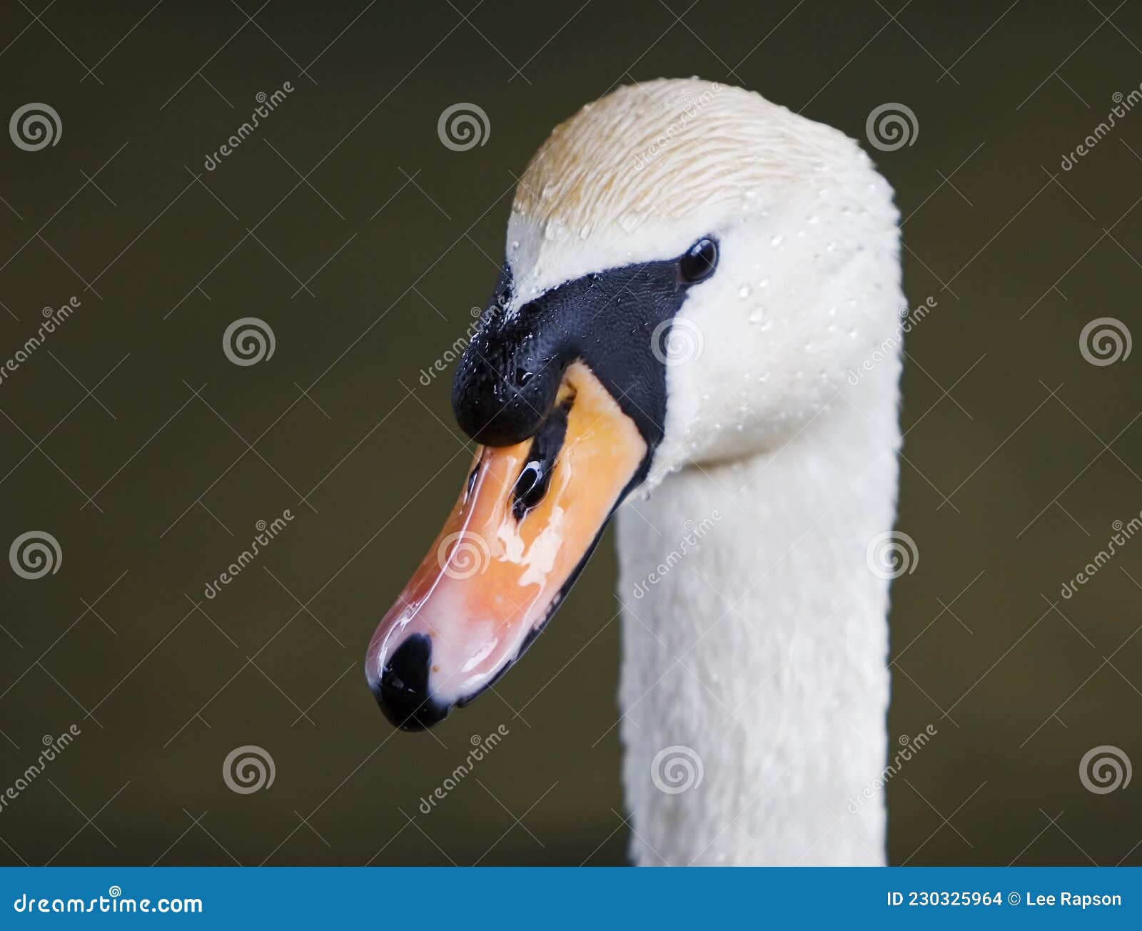 Swan portrait stock photo. Image of graceful, head, beak - 230325964