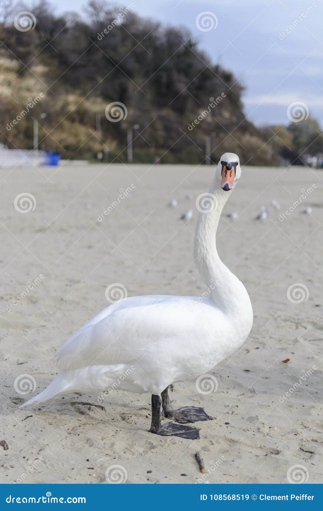 Swan pose on the beach stock image. Image of single - 108568519