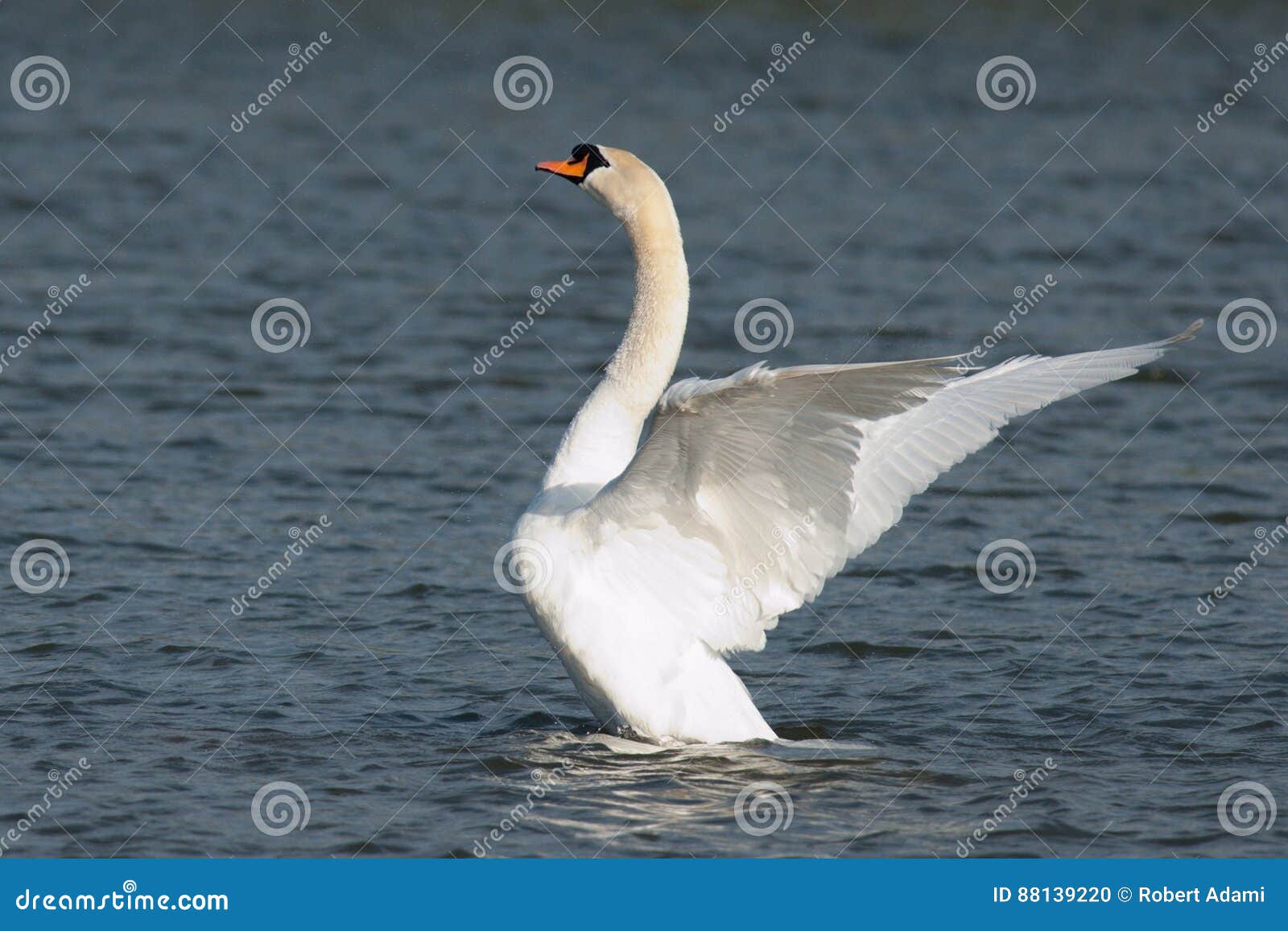 Swan stock photo. Image of pure, bird, purity, peaceful - 88139220