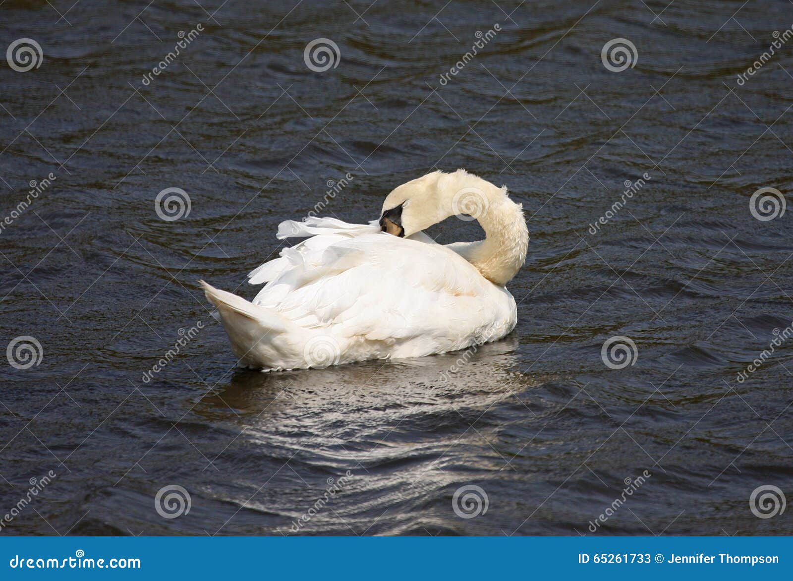 Swan preening stock image. Image of wildfowl, preening - 65261733