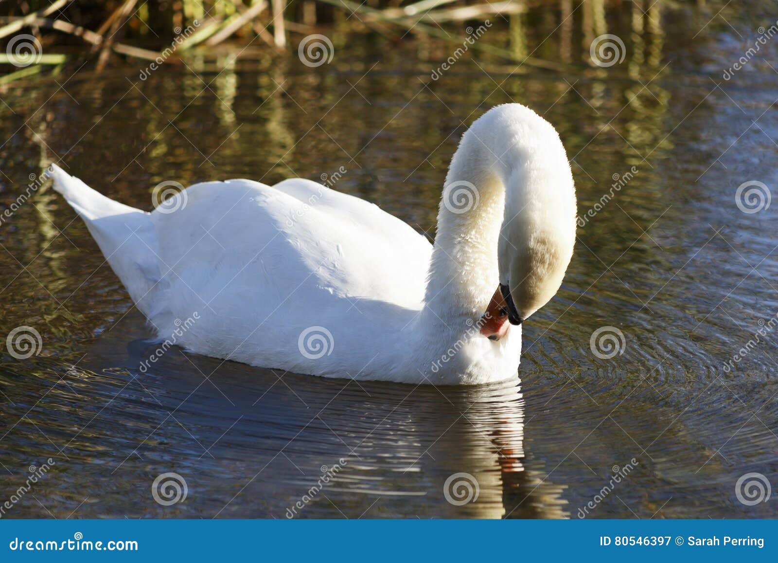Swan preening stock image. Image of water, white, anatidae - 80546397