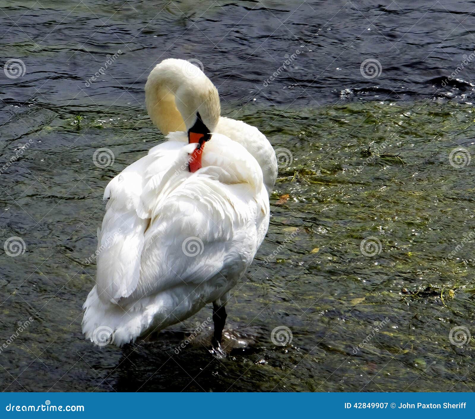 Swan, preening stock image. Image of swan, peaceful, green - 42849907
