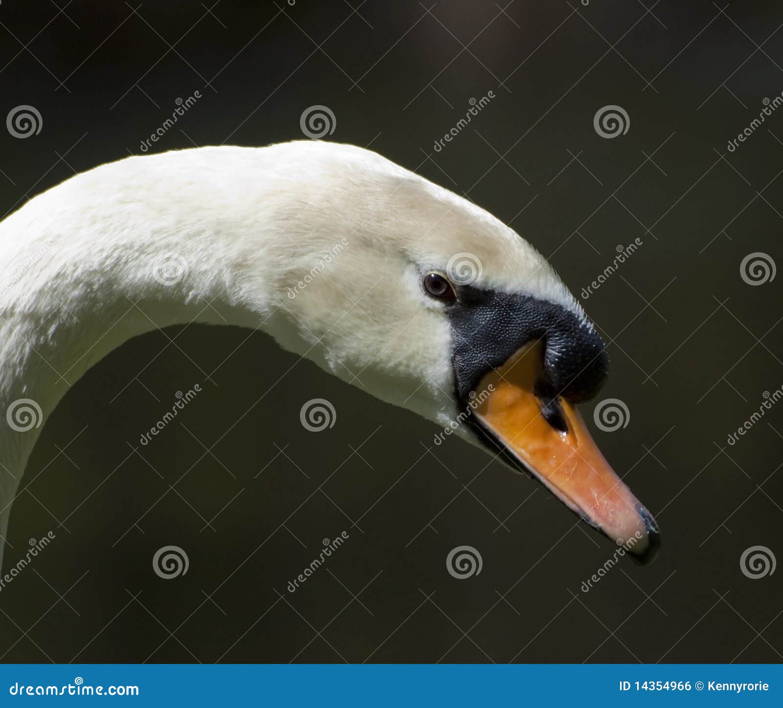 Swan profile stock illustration. Illustration of clean - 14354966