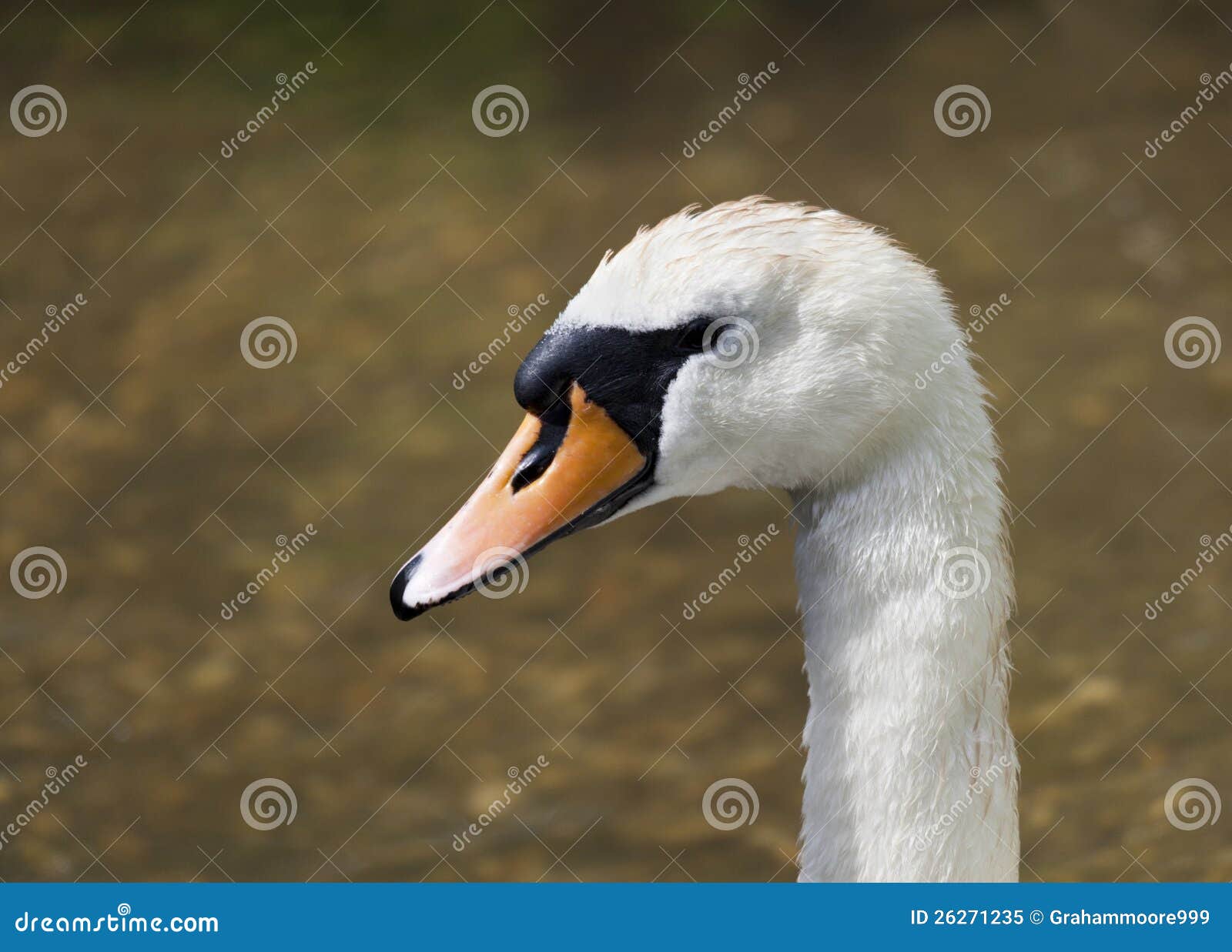 Swan in profile stock image. Image of wild, feathers - 26271235