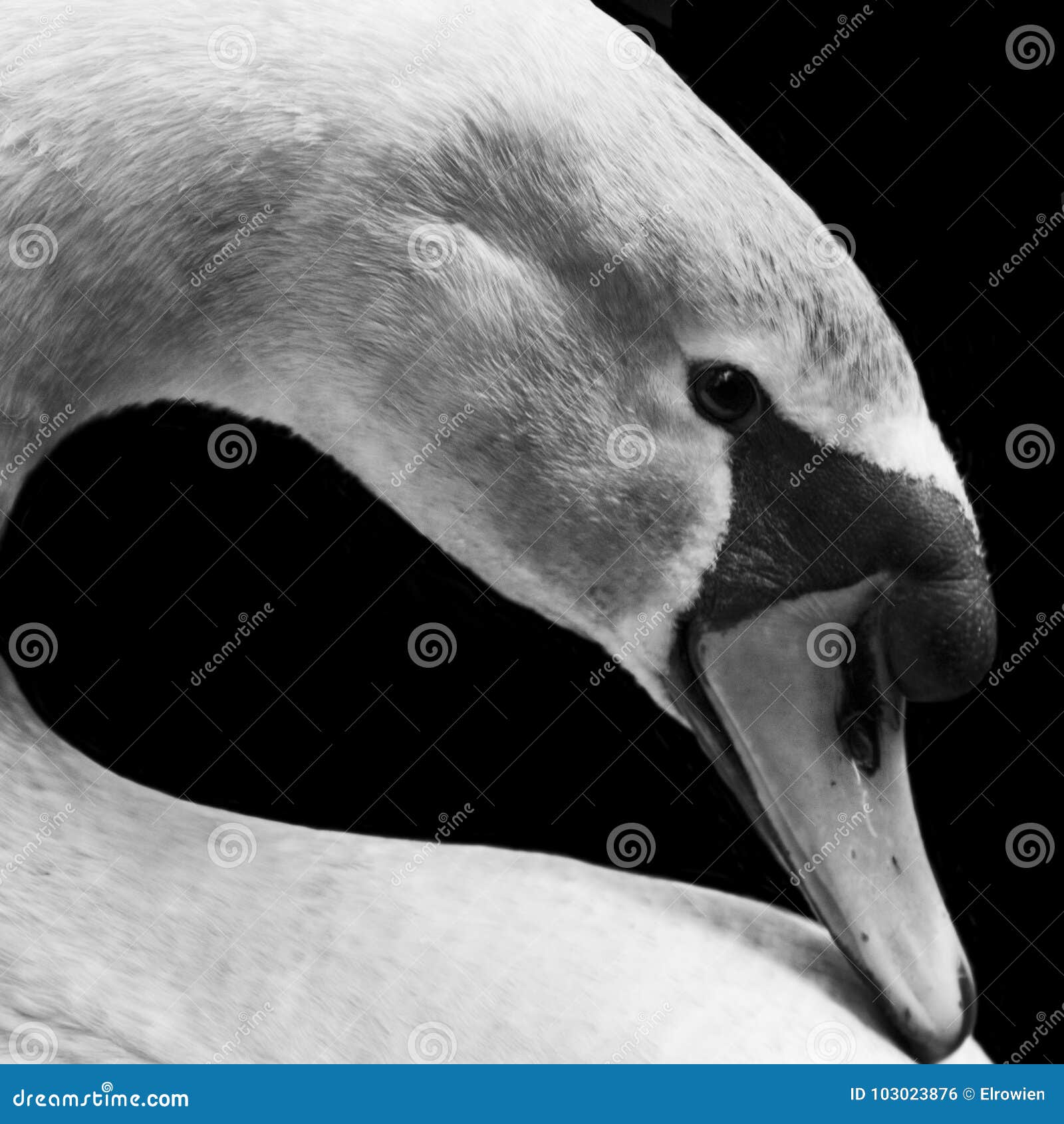 Swan in profile closeup stock photo. Image of profile - 103023876