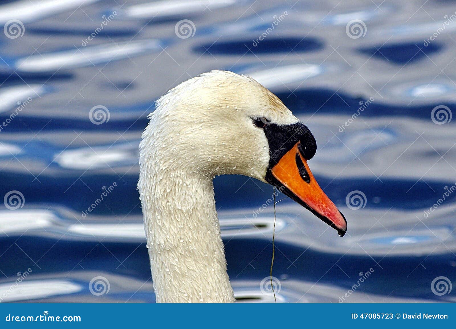 Swan in Profile stock image. Image of waves, profile - 47085723