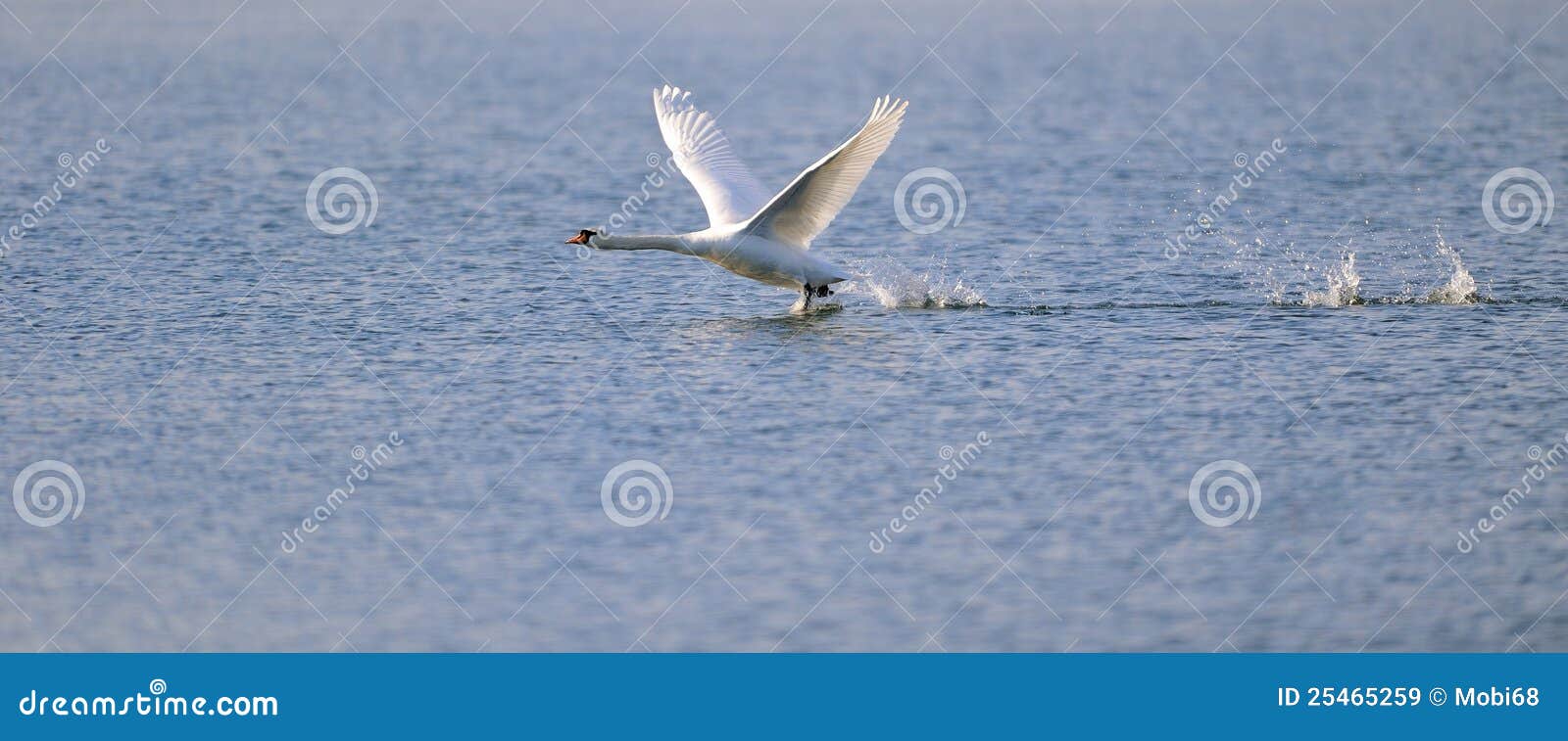 Swan ready for take off stock image. Image of wildlife - 25465259