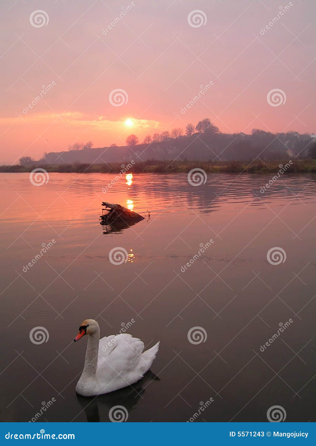 Swan & the red Sunset stock image. Image of river - 5571243