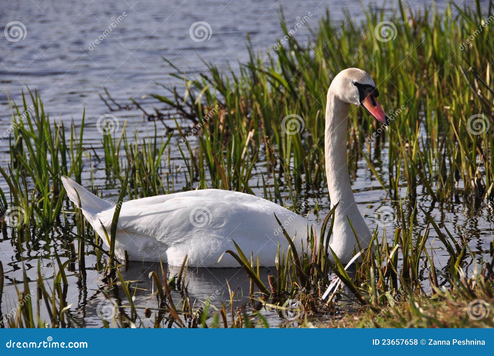 Swan in the reeds stock photo. Image of mother, wing - 23657658