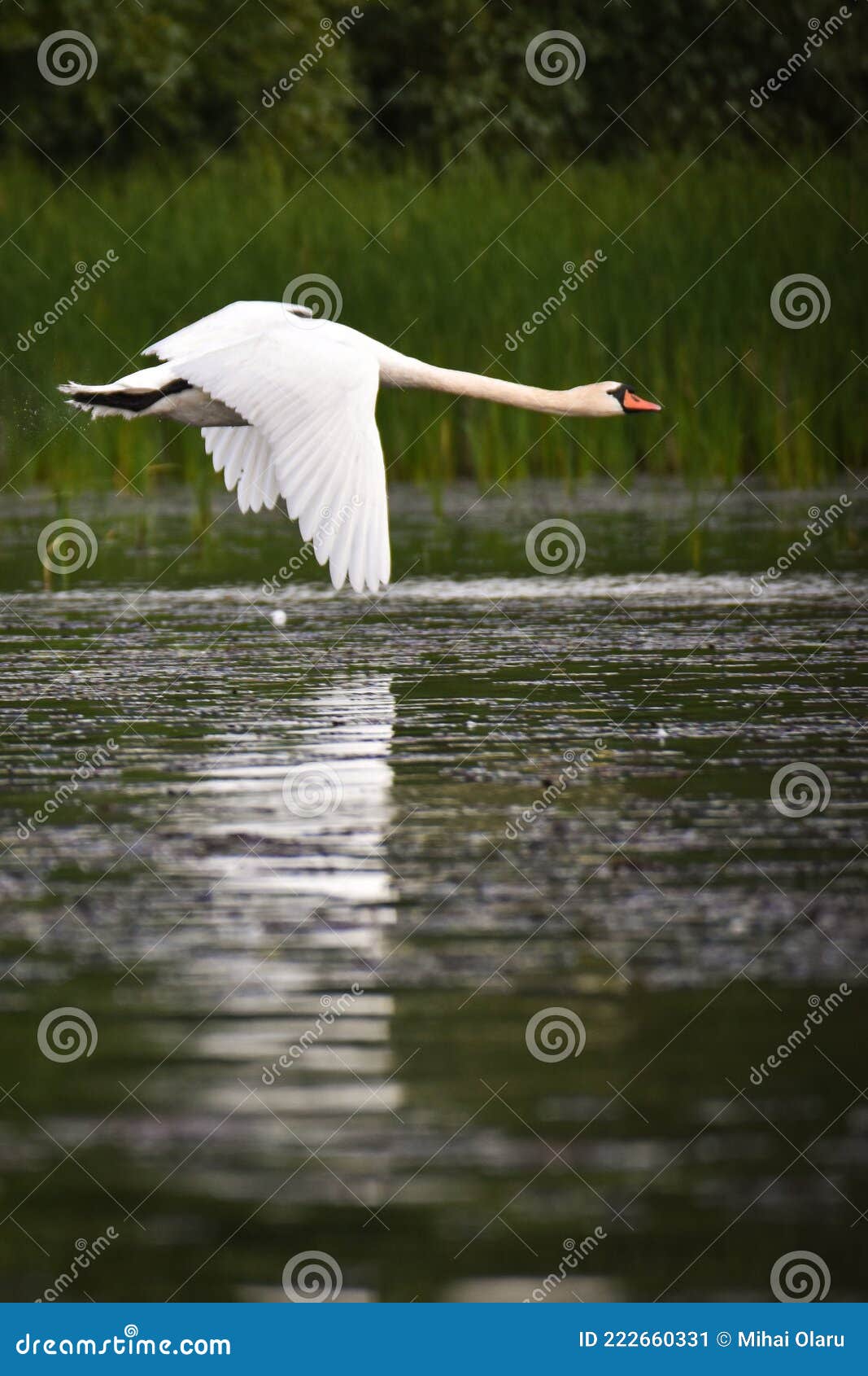 Swan Reflection from Danube Delta Wildlife Stock Image - Image of ...