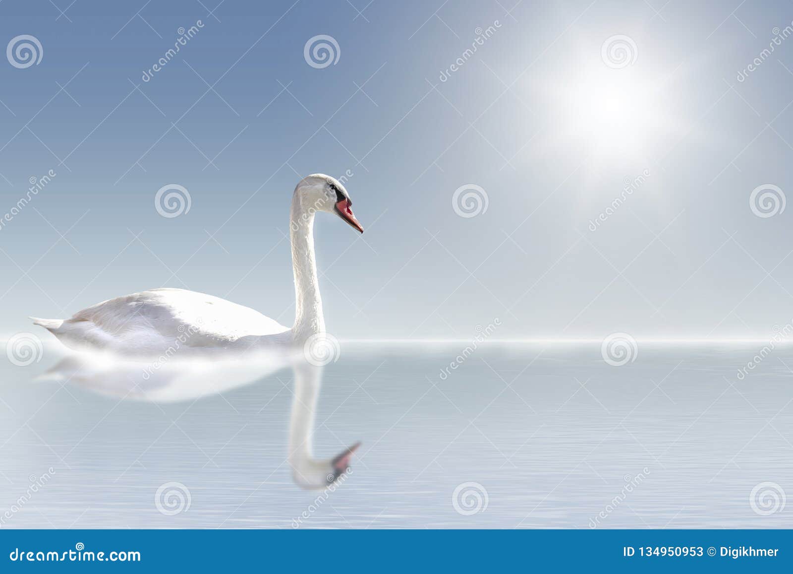Swan Reflection On The Lake/ Sunset/silhouette Illustration ...