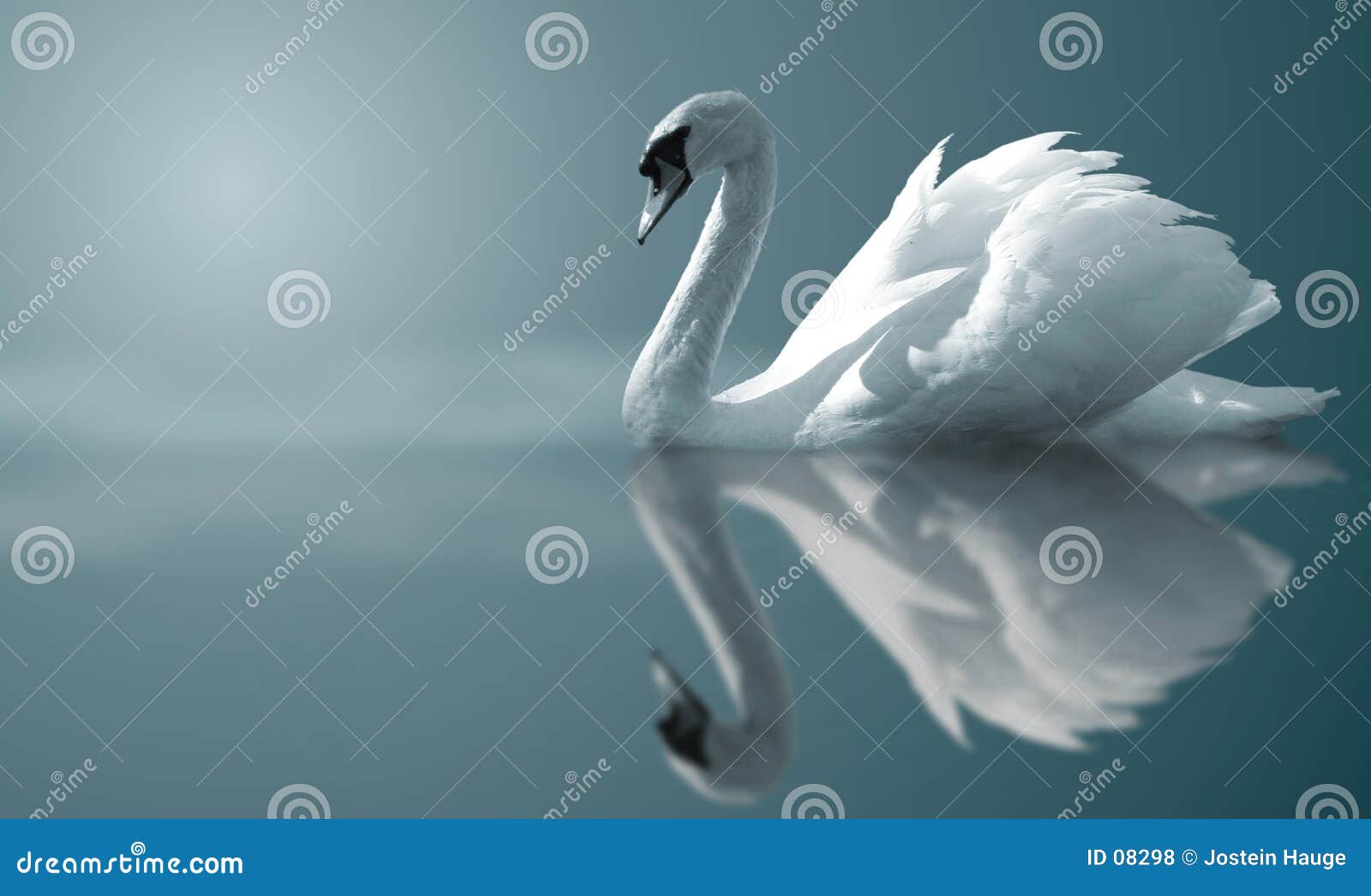 Swan Reflections stock photo. Image of white, mist, simple - 8298