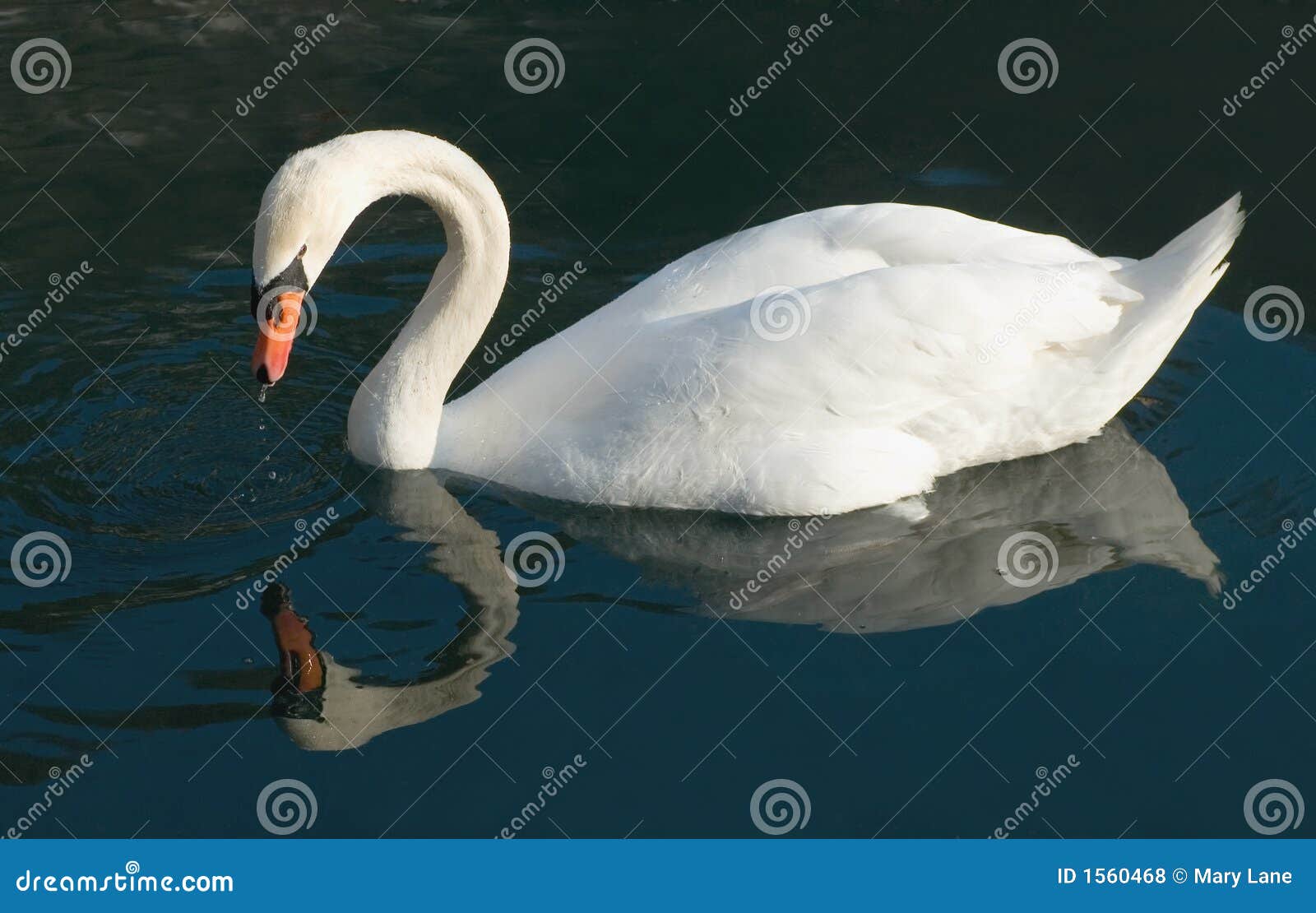 Swan Reflections stock photo. Image of detail, reflections - 1560468