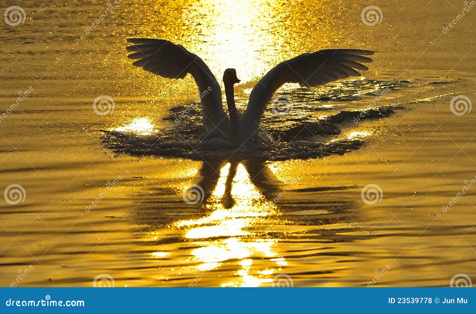 Swan reflections stock photo. Image of digital, beautiful - 23539778