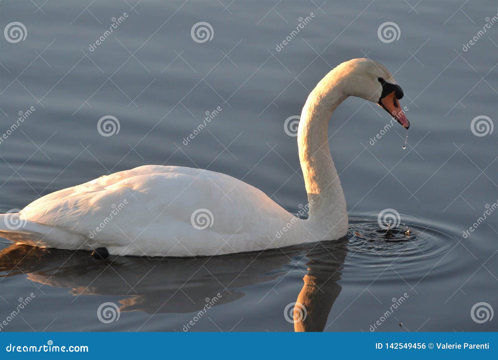 Swan Reflections in the Morning Sunlight Sunrise Stock Photo - Image of ...