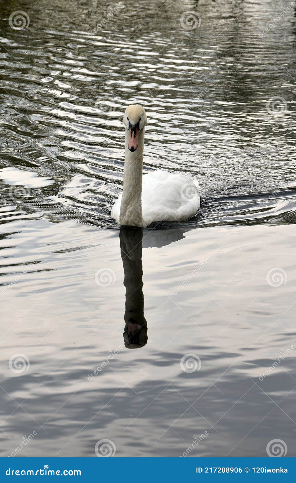 Swan Reflections Unveiling Beauty And Grace On The Mirror Of Calm ...